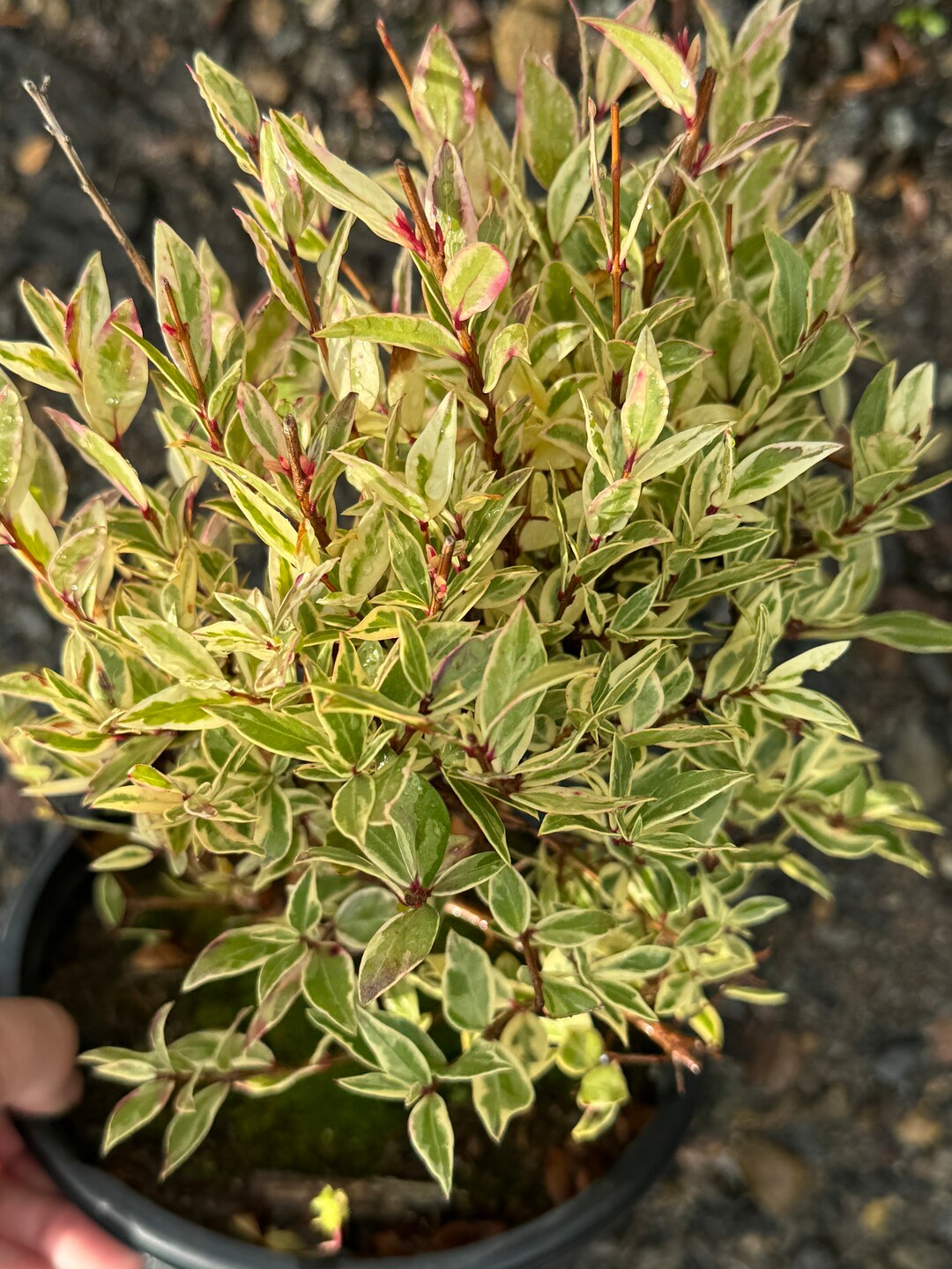 Variegated Myrtle, One Gallon Pot - Etsy