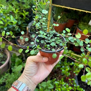 Creeping Wire Vine - Muehlenbeckia Axillaris or Complexa, Live Plant in ...