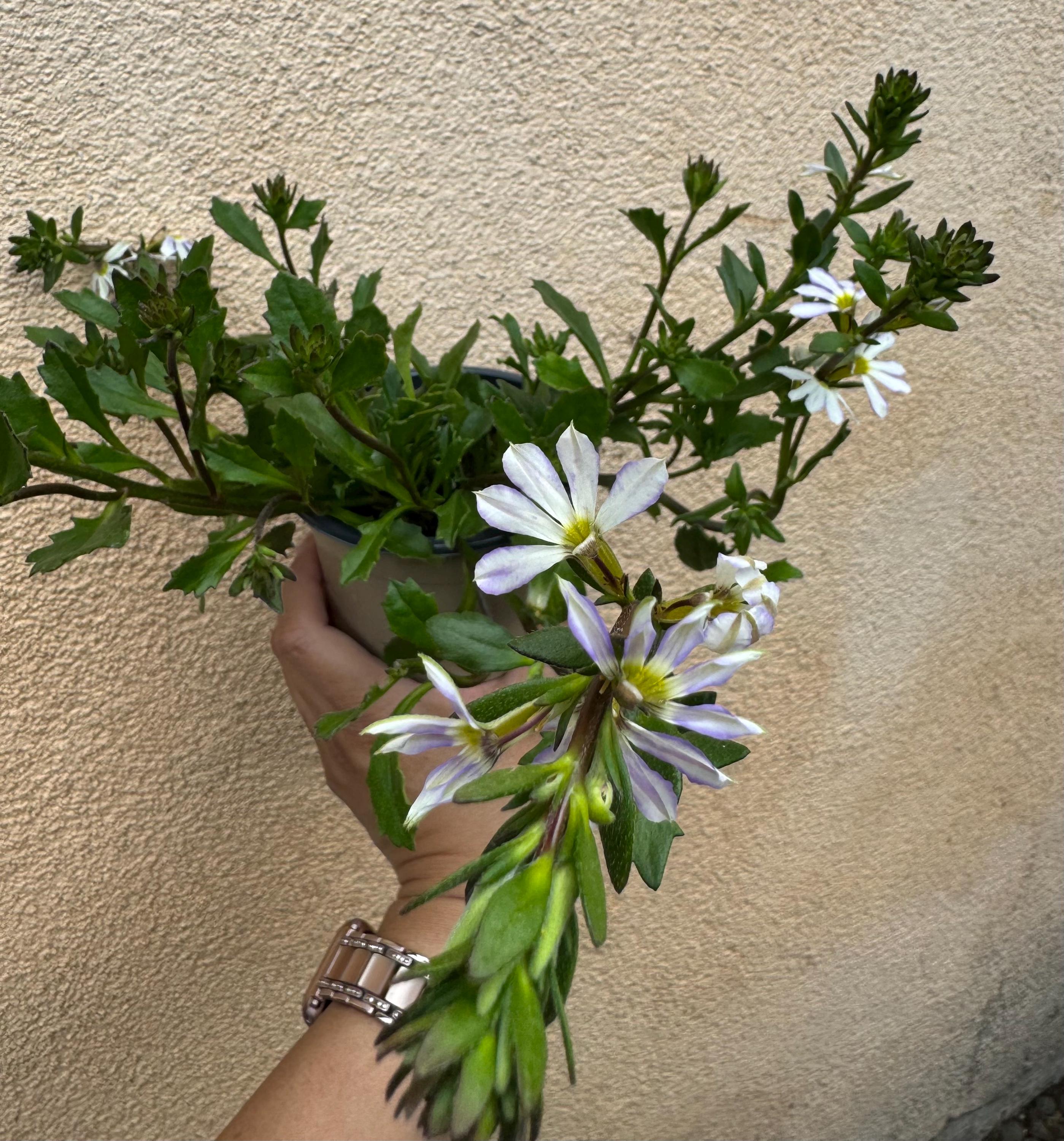 Scaevola Plant – 4” Pot – Choose Blue Brilliance, Fairy White, or Fairy ...