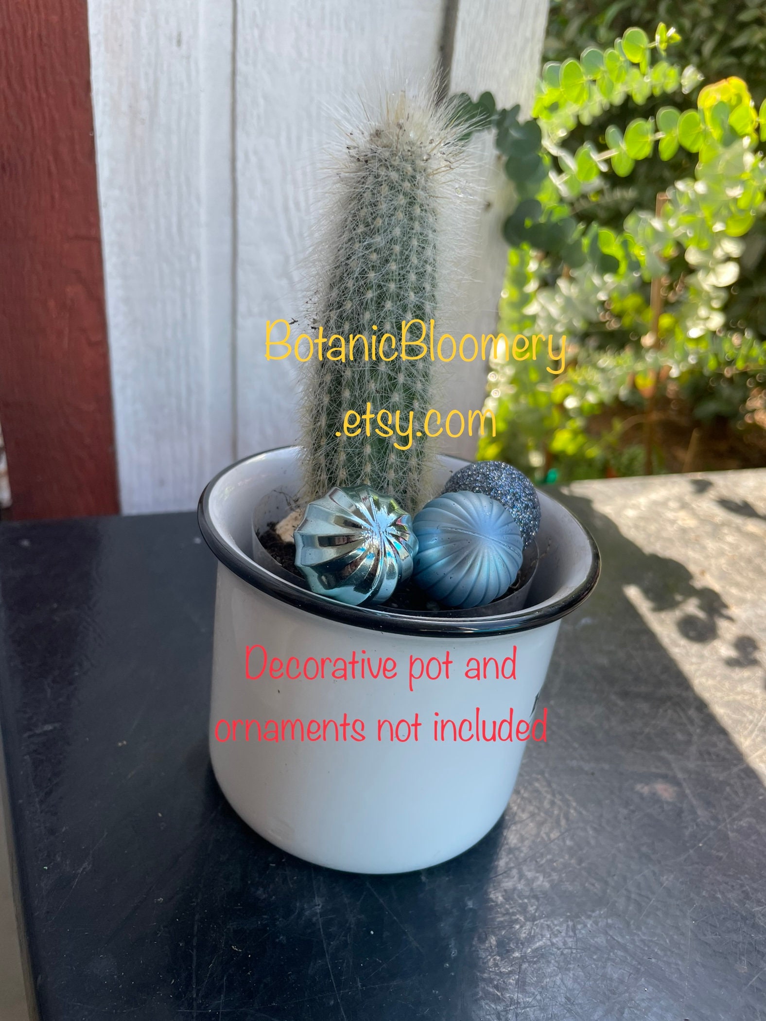 Silver Torch Cactus cleistocactus Strausii Unique and Hardy Succulent ...