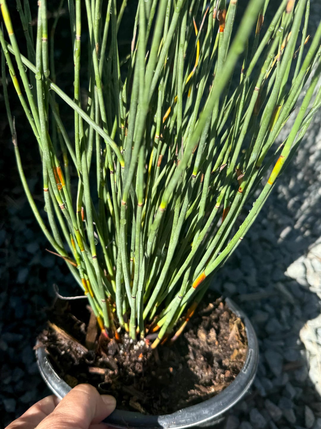 Cape Rush (chondropetalum Tectorum) – One Gallon Pot - Etsy