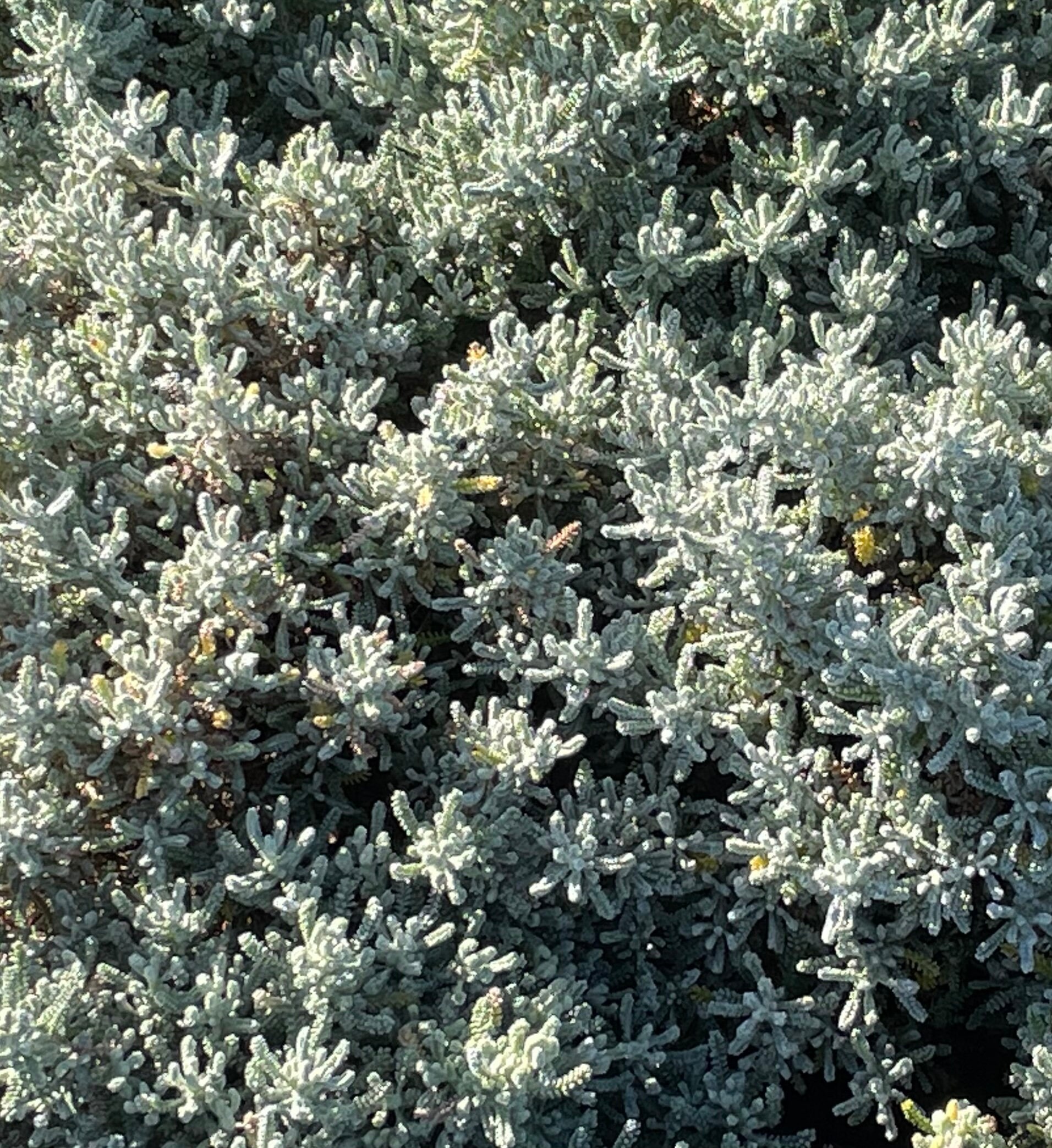 Lavender Cotton (santolina Chamaecyparissus) - Etsy