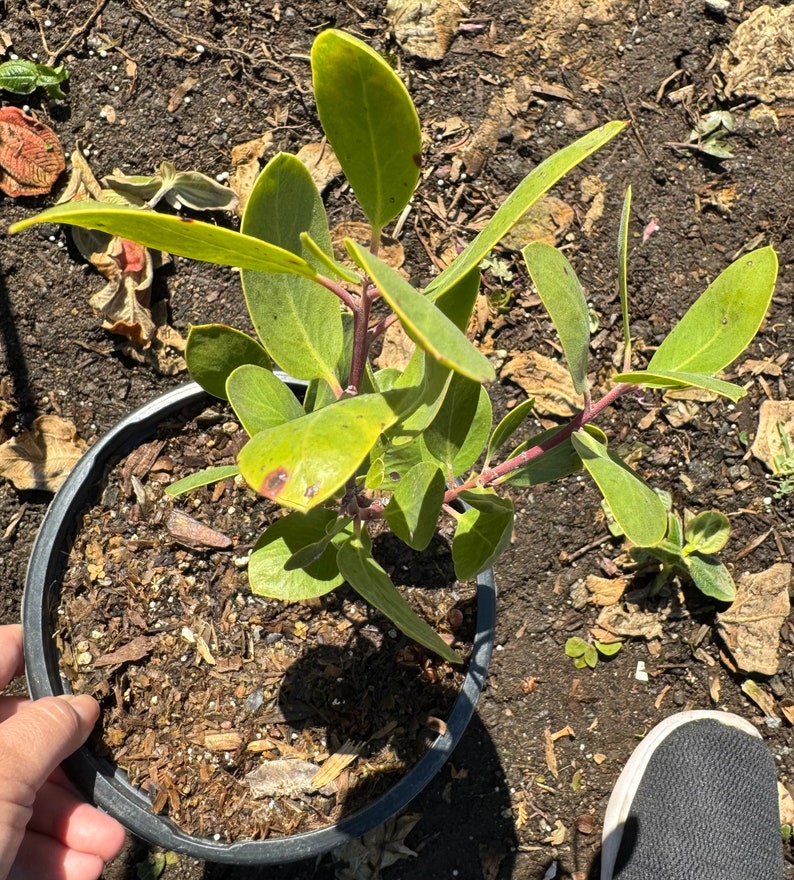 Arctostaphylos Densiflora 'dr. Hurd' Manzanita or 'howard Mcminn ...