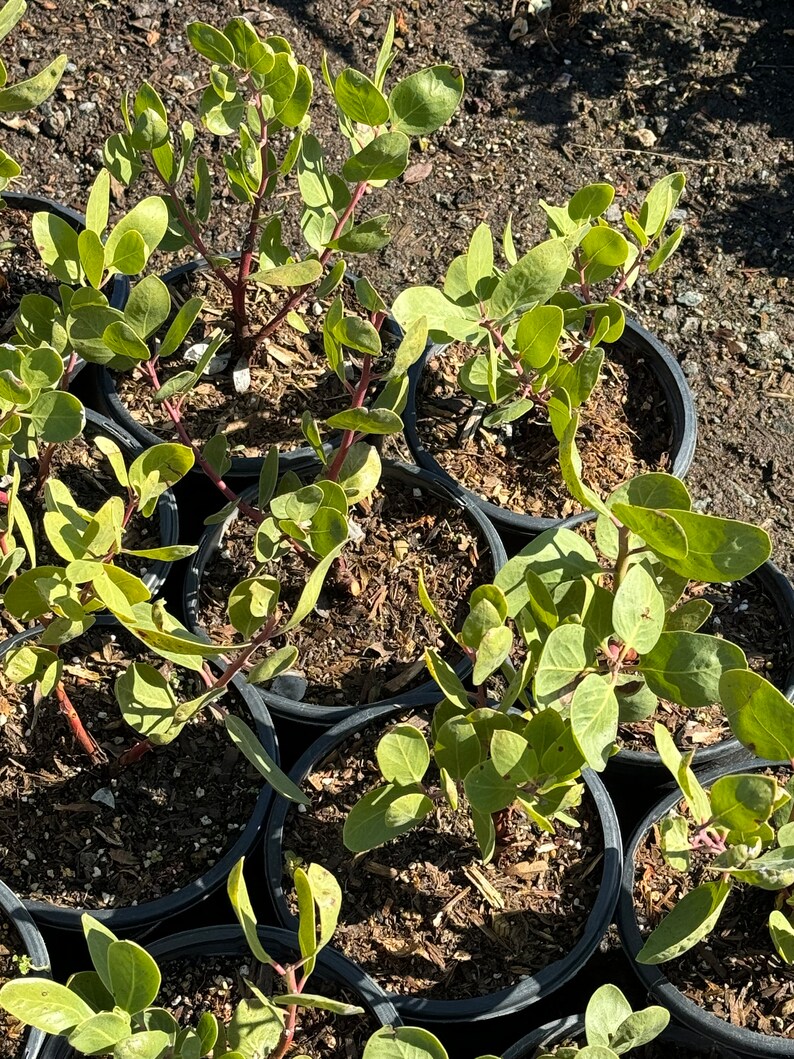 Arctostaphylos Densiflora 'dr. Hurd' Manzanita or 'howard Mcminn ...