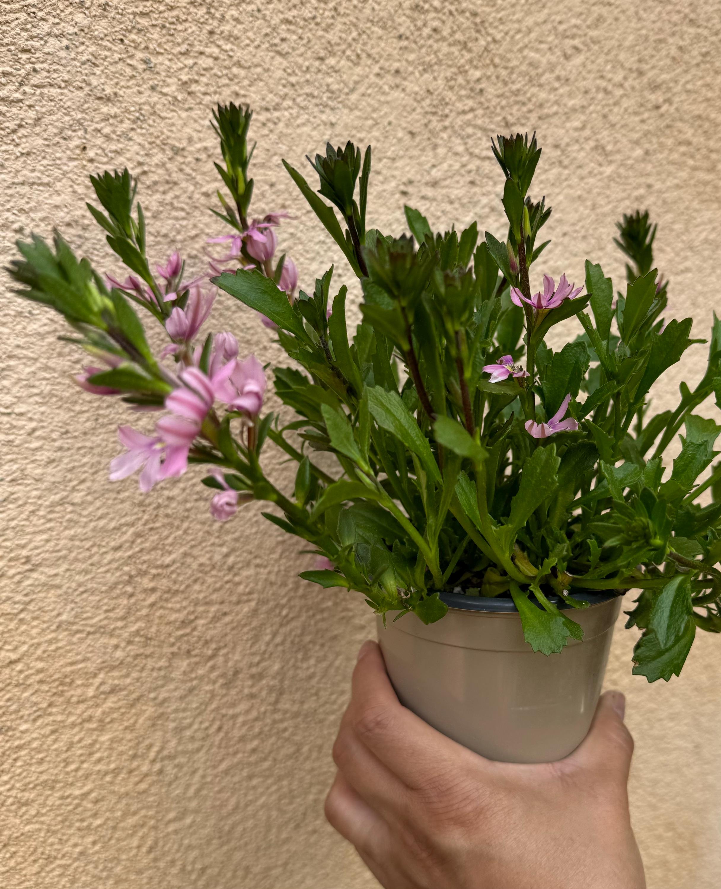 Scaevola Plant – 4” Pot – Choose Blue Brilliance, Fairy White, or Fairy ...
