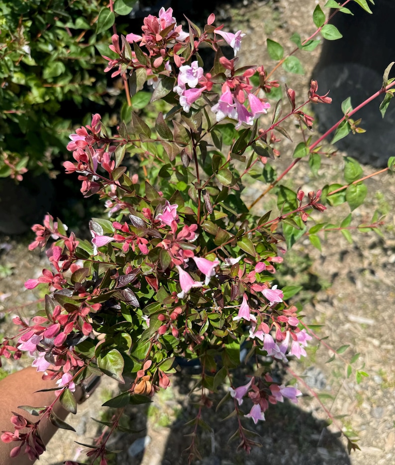 Glossy Abelia Linnaea X Grandiflora - Etsy