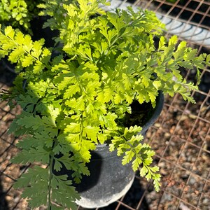 Austral Gem- Asplenium Hybrid, Bird's Nest Fern - Etsy