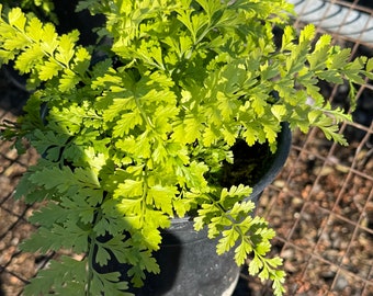 Austral Gem Fern Plant in 6 Inch Pot Asplenium Bird's Nest - Etsy