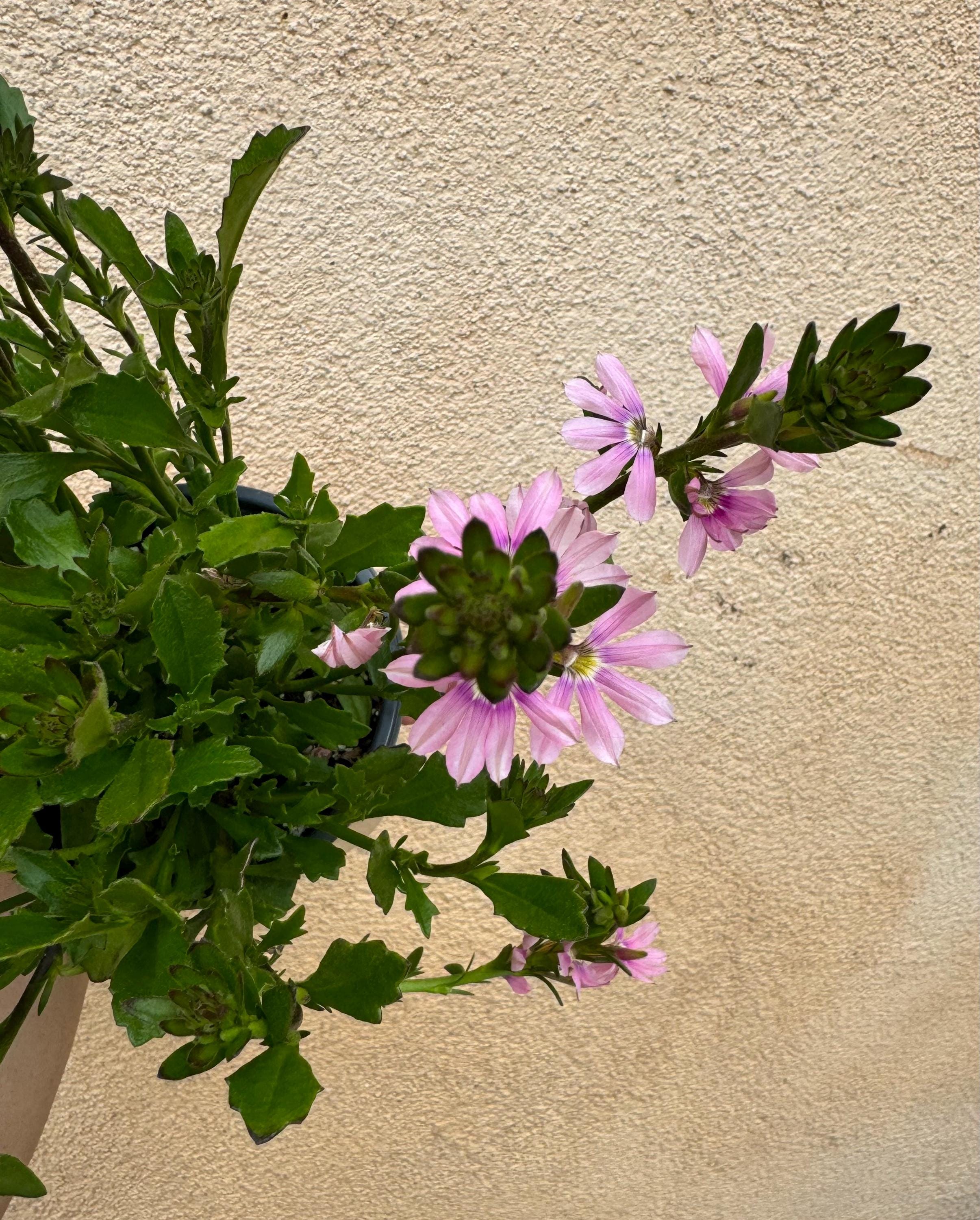 Scaevola Plant – 4” Pot – Choose Blue Brilliance, Fairy White, or Fairy ...