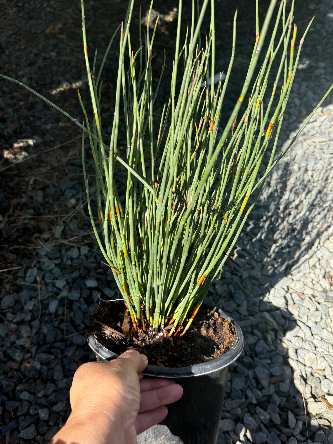 Cape Rush (chondropetalum Tectorum) – One Gallon Pot - Etsy