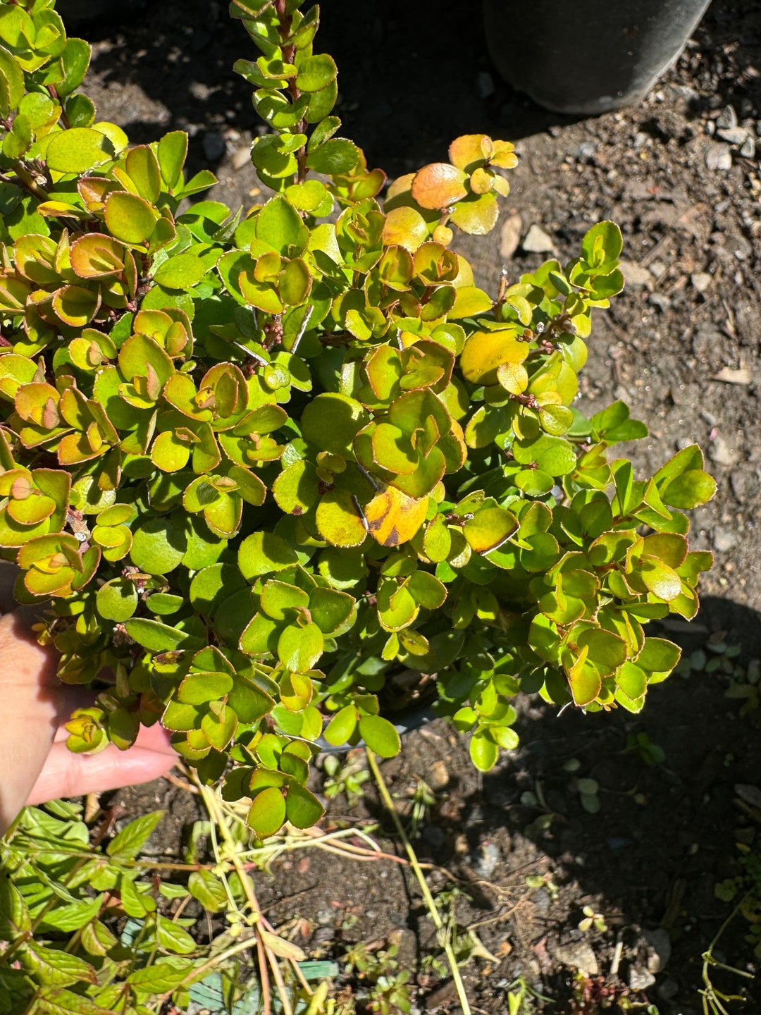 African Boxwood, Myrsine Africana ( 1 Gallon Pot) - Etsy