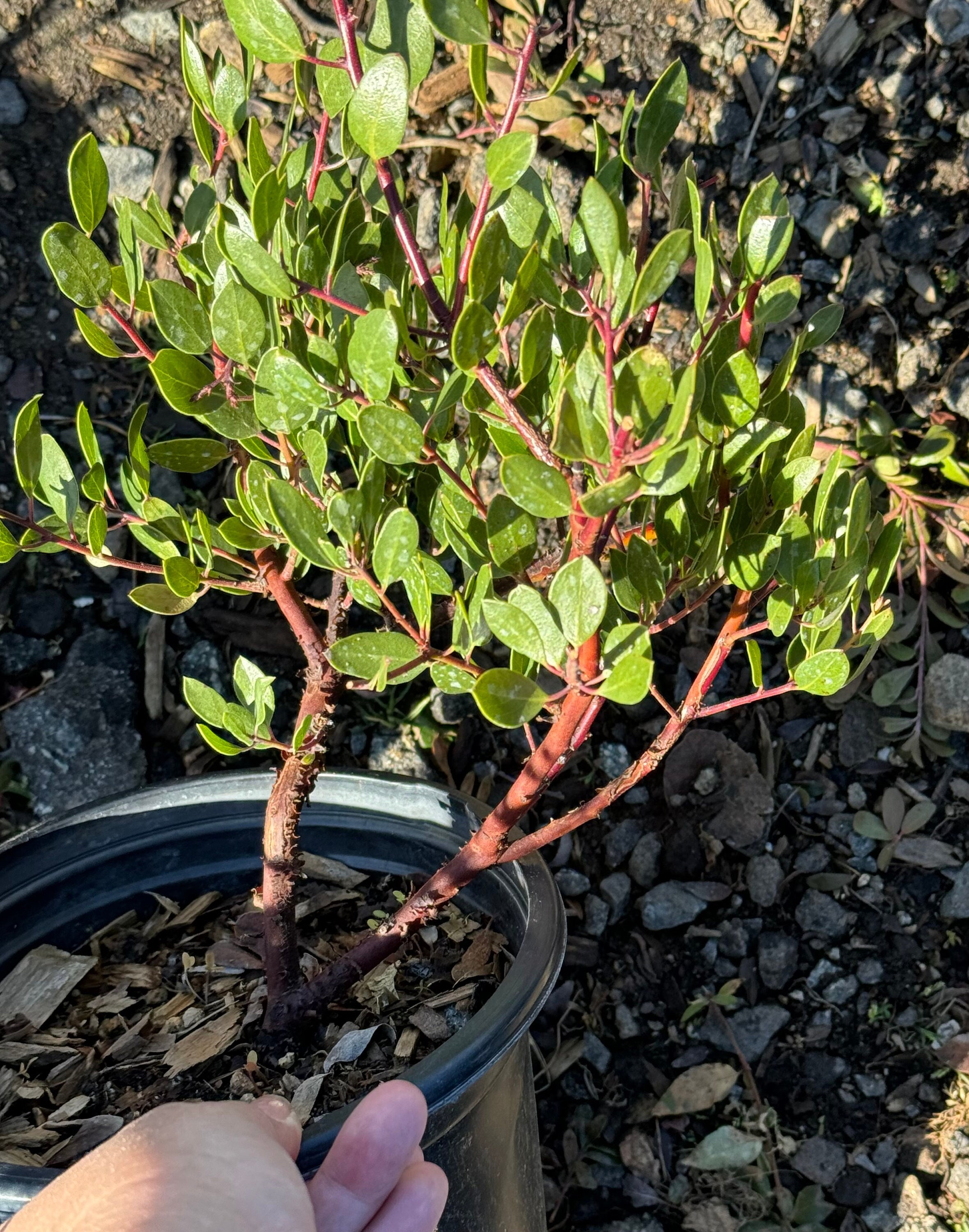 Arctostaphylos Densiflora 'dr. Hurd' Manzanita or 'howard Mcminn ...