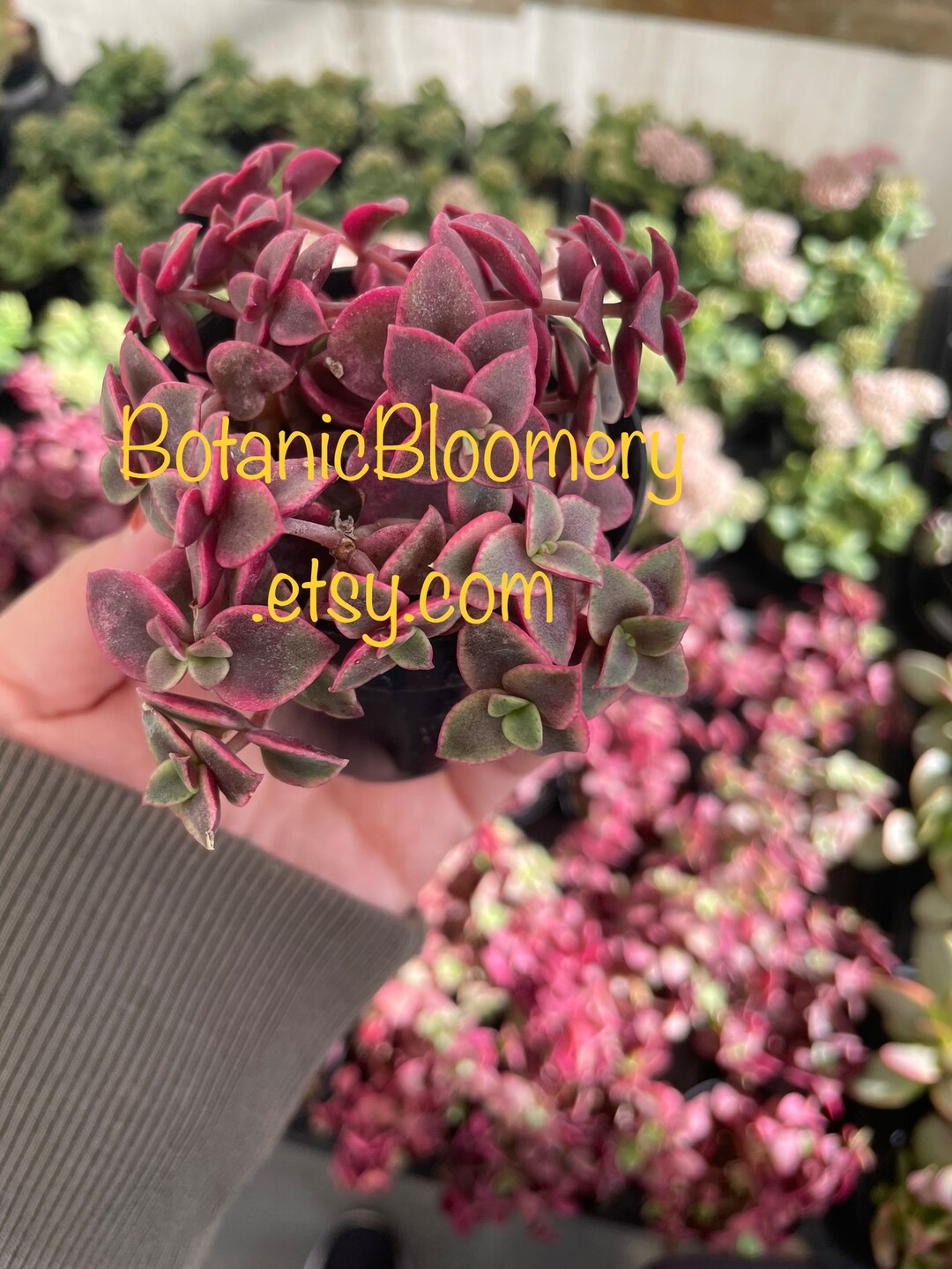 Crassula Marginalis Rubra 'variegata' Variegated - Etsy