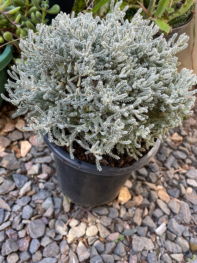 Lavender Cotton (santolina Chamaecyparissus) - Etsy