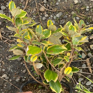Gilt Edge Silverberry Plant - Variegated Elaeagnus in One-gallon Pot - Etsy