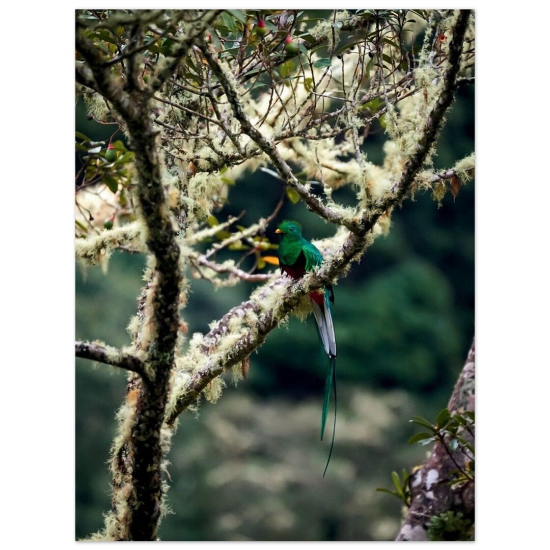 QUETZAL AVOCADO TREE Aluminum Print - Resplendent Quetzal, Costa Rica ...