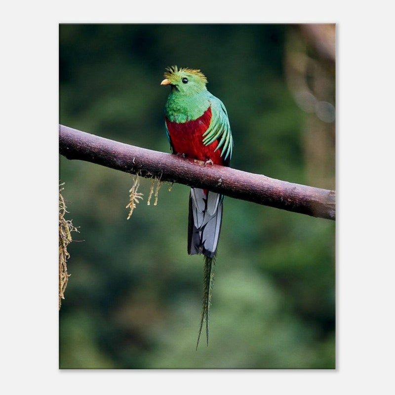 Quetzal - Etsy