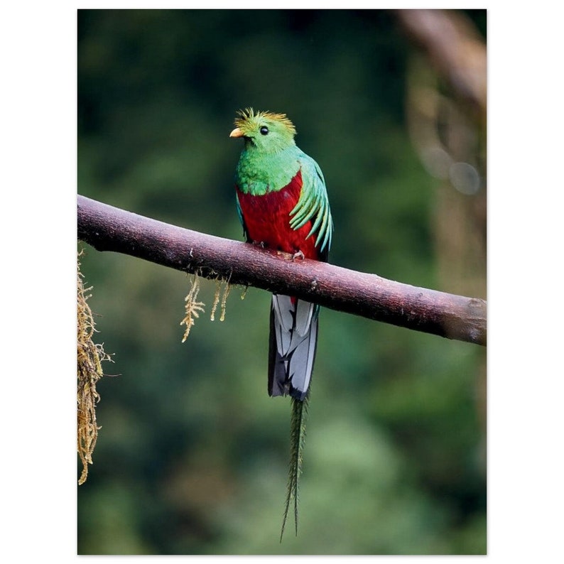 RESPLENDENT QUETZAL Aluminum Print - Costa Rica, Wall Art, Bird ...