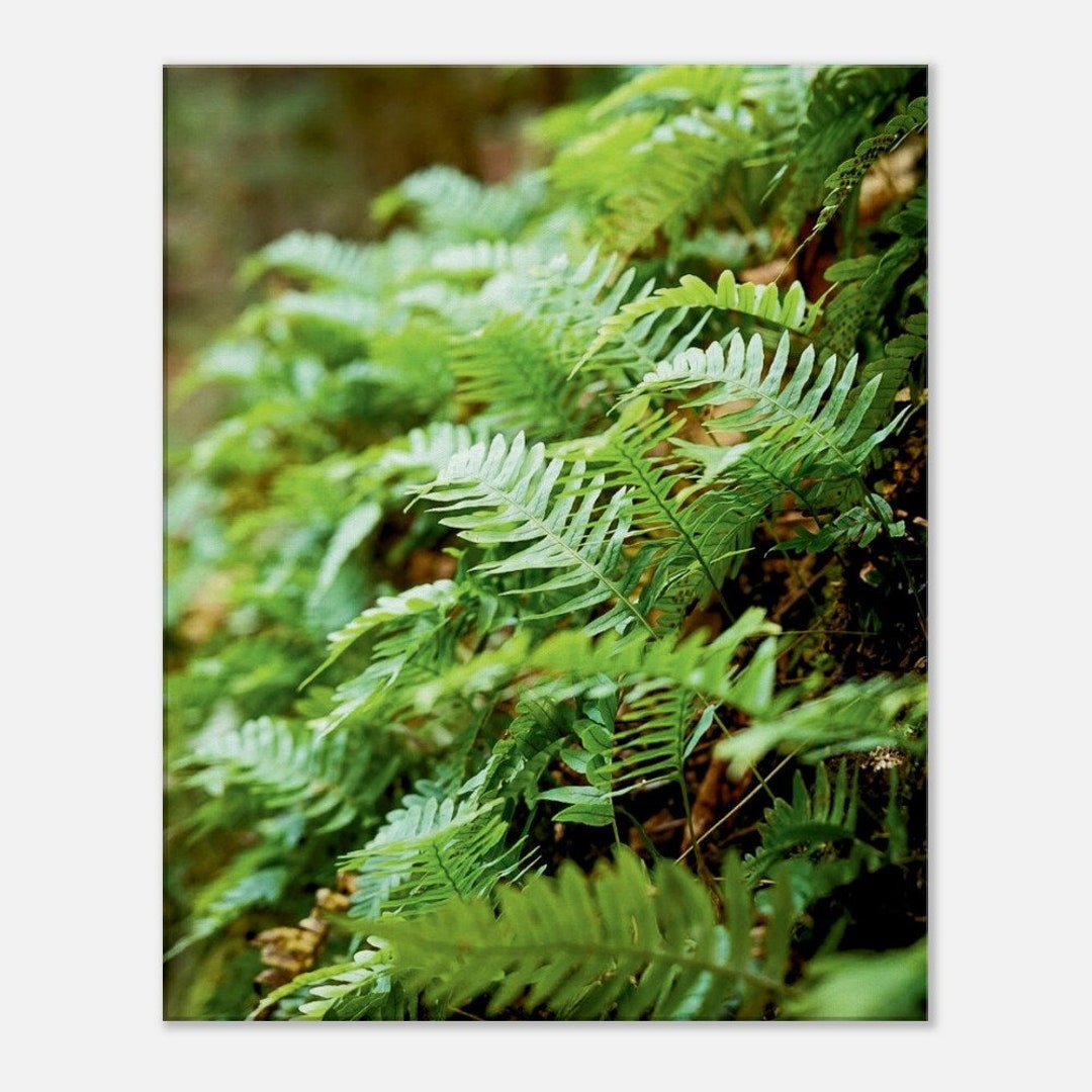 FERN LIGHT Canvas Print - Forest Floor, Wall Art, Nature Photography ...