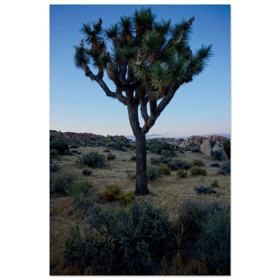 JOSHUA TREE - Premium Matte Paper Poster 16" X 24" , National Park ...