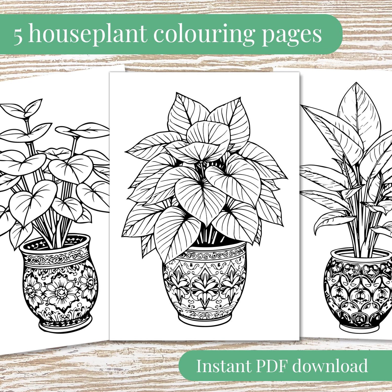 10 Printable House Plant Colouring Sheets, Mindful Colouring for Kids ...