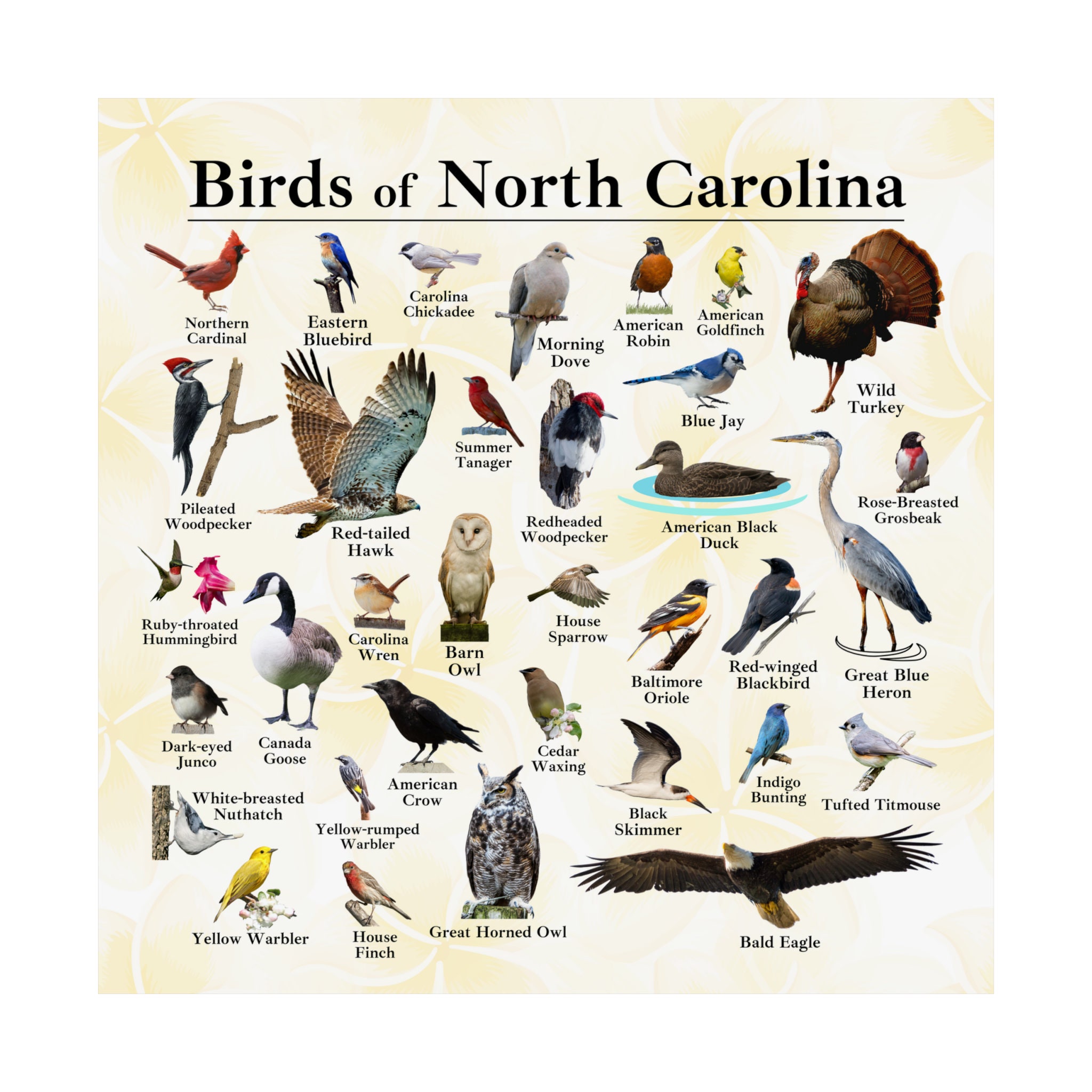 Birds of North Carolina 16x16 Matte Poster, North Carolina Gift, Birder ...