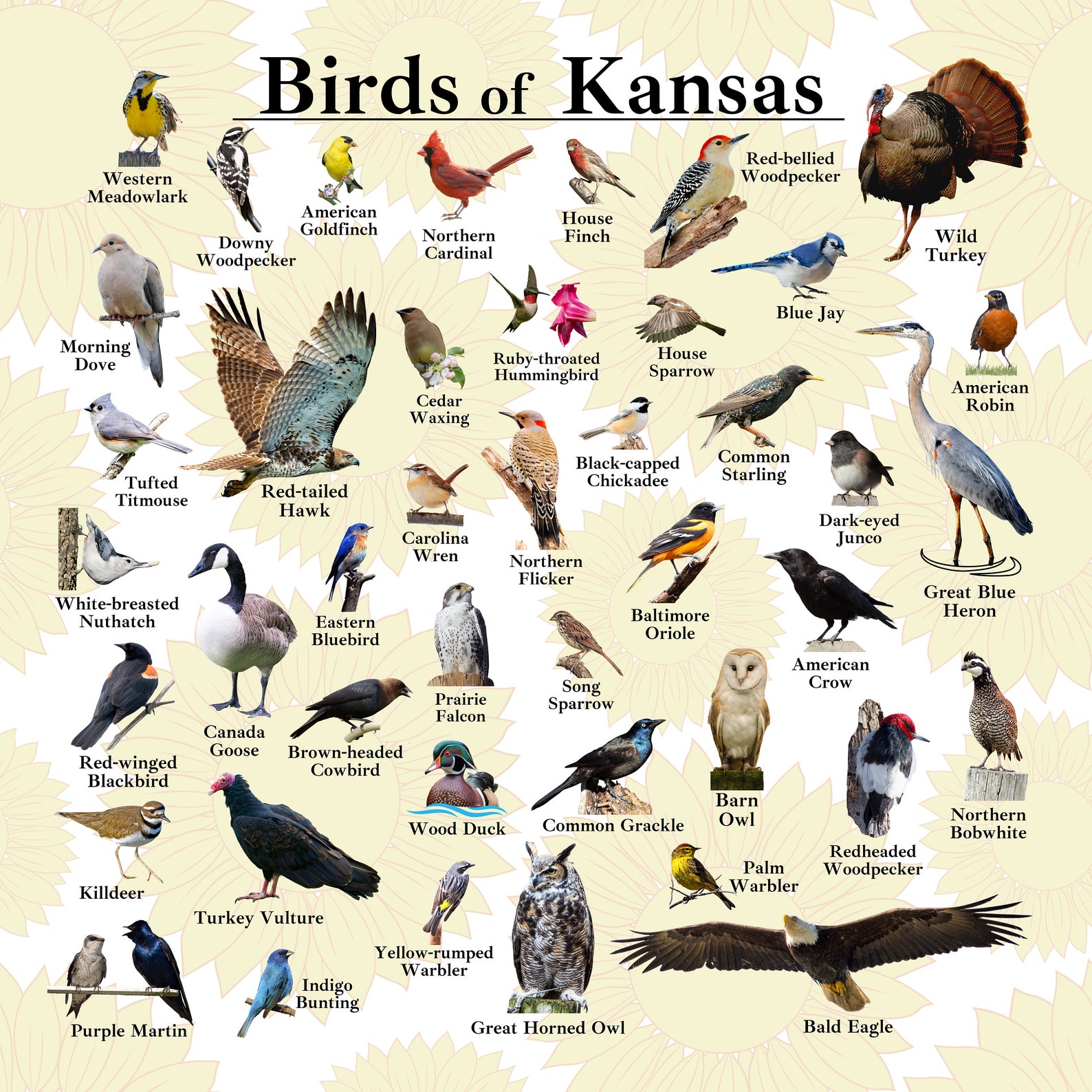 Birds of Kansas 16x16 Matte Poster, State of Kansas Gift, Birder, Bird ...