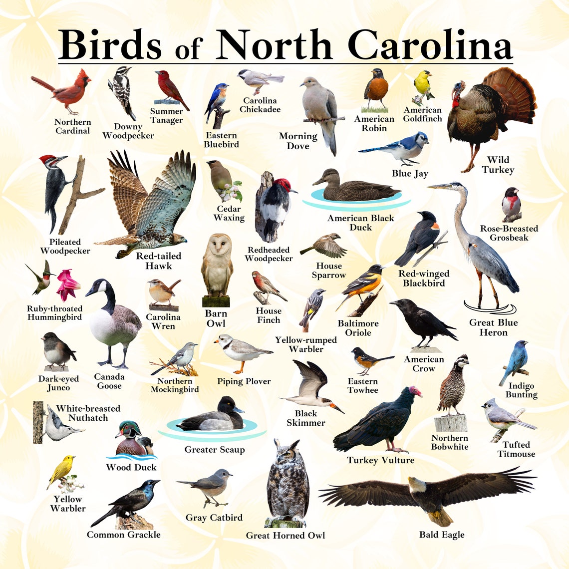 Birds of North Carolina 16x16 Matte Poster, North Carolina Gift, Birder ...