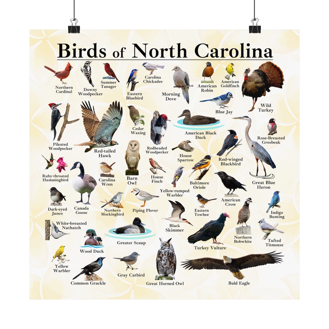Birds of North Carolina 16x16 Matte Poster, North Carolina Gift, Birder ...