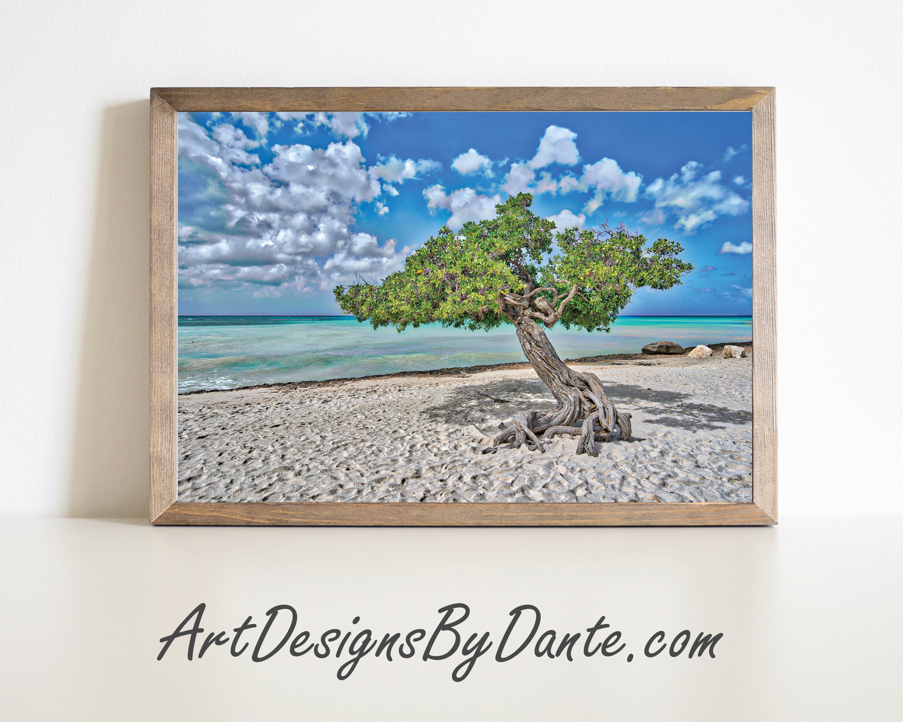 Divi Divi Tree Paintings