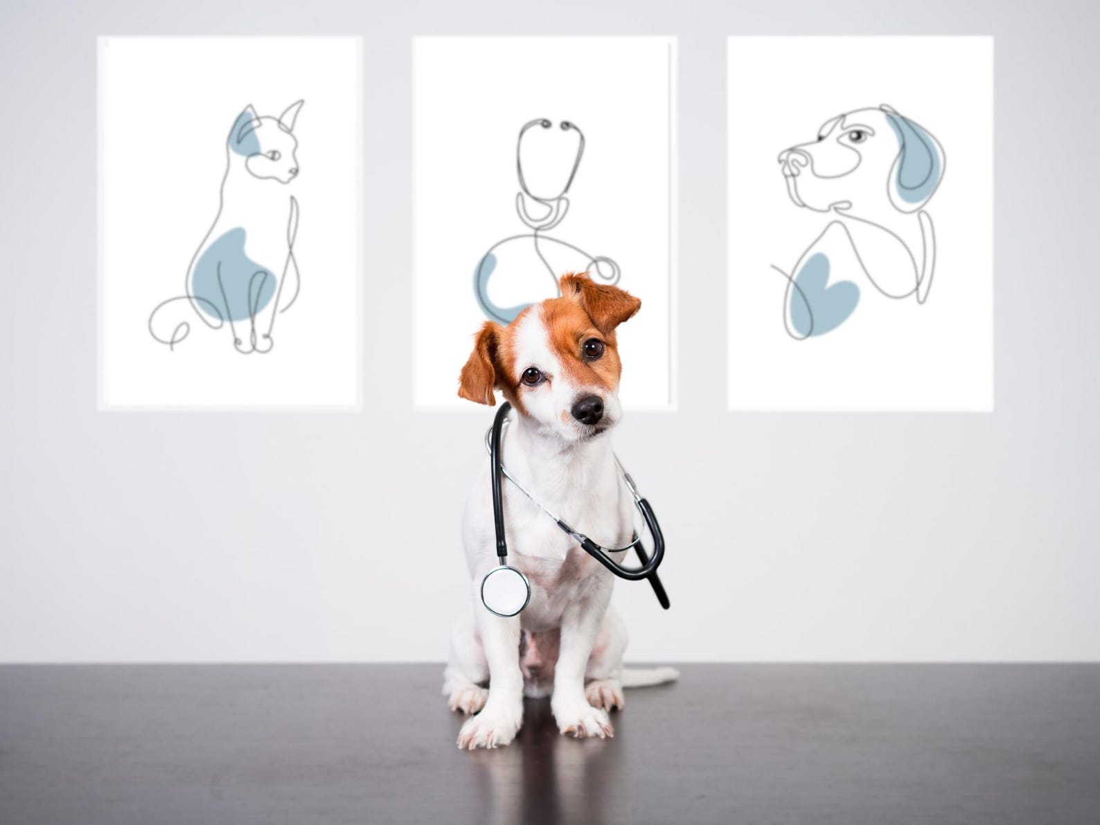 Vet Clinic Wall Art Animal Clinic Wall Art Veterinary Office Wall Decor ...