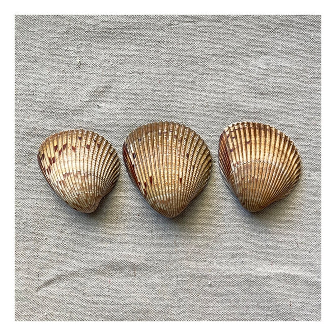 Large Cockle Shells for Crafts, Natural Cockle Shell, Atlantic Ocean ...