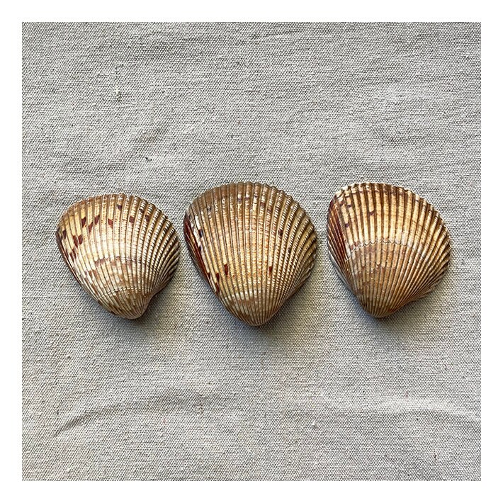 Large Cockle Shells for Crafts, Natural Cockle Shell, Atlantic Ocean ...