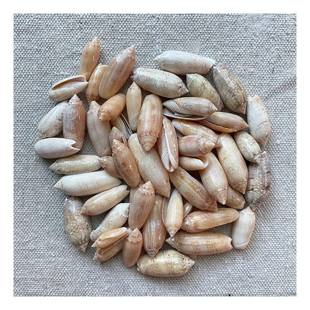 Lettered Olive Shells for Crafts, Natural Olive Shell, Gulf Coast Shell ...