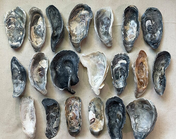 Oyster Shells for Crafts, Natural Oyster Shell, Atlantic Ocean Oyster ...