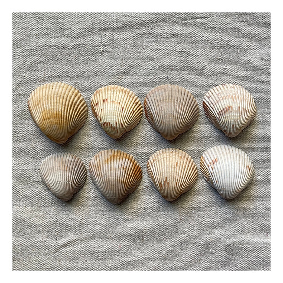 Cockle Shells for Crafts, Natural Cockle Shell, Atlantic Ocean Cockle ...