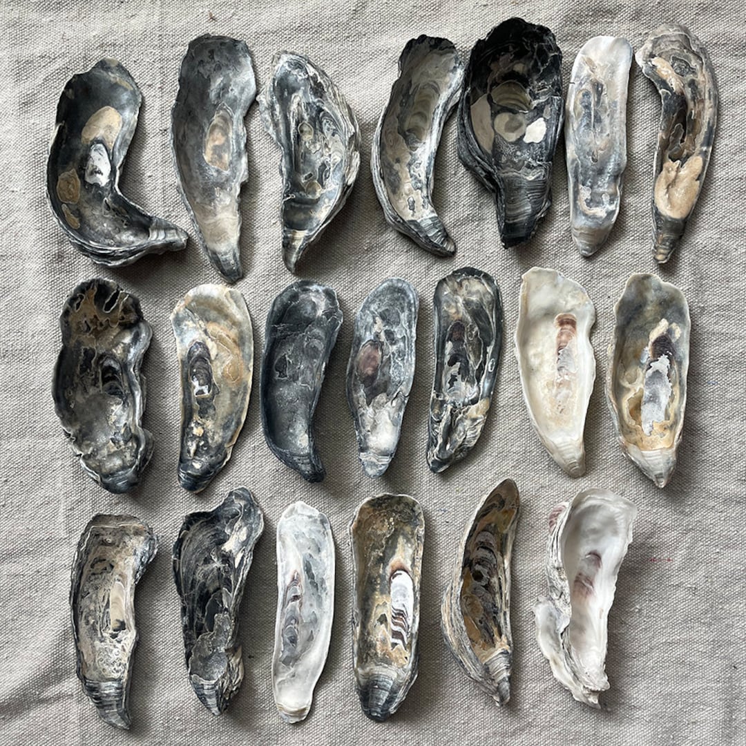 Oyster Shells for Crafts, Natural Oyster Shell, Atlantic Ocean Oyster ...