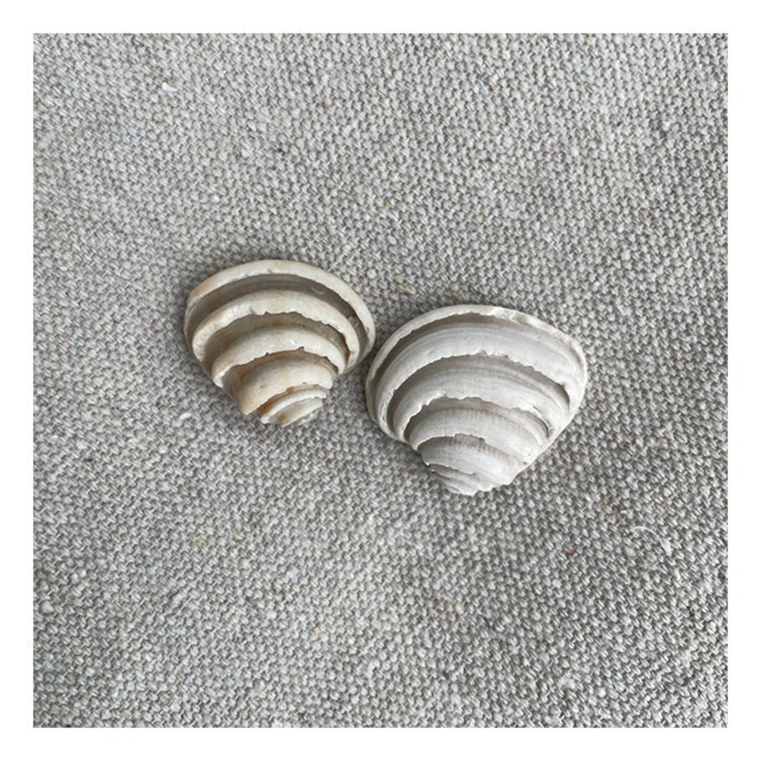 2 Rare Pawleys Island Shells, Sea Shells for Crafts, Bulk Shells, South ...