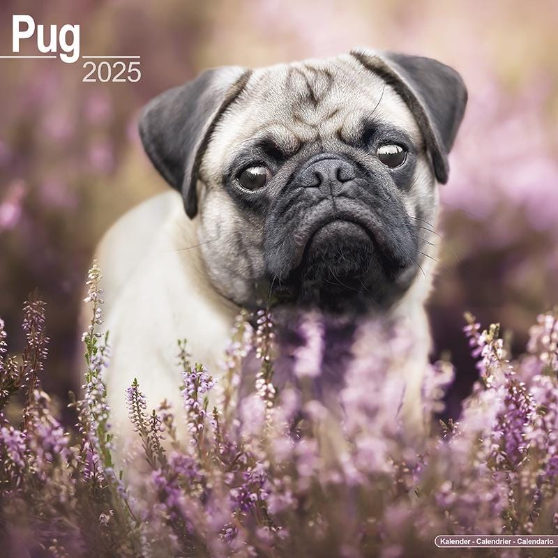Pug Calendar - Etsy
