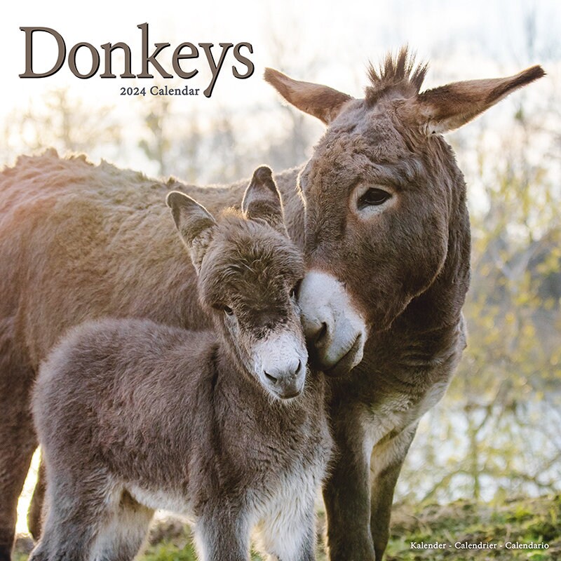 2024 Farm Donkey Calendar With Multi Photos Calendar to Hang With ...