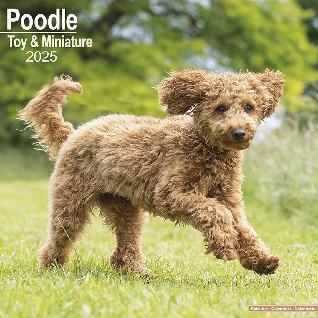 2025 Calendar Miniature and Miniature Poodle 2025 Calendar Generous ...
