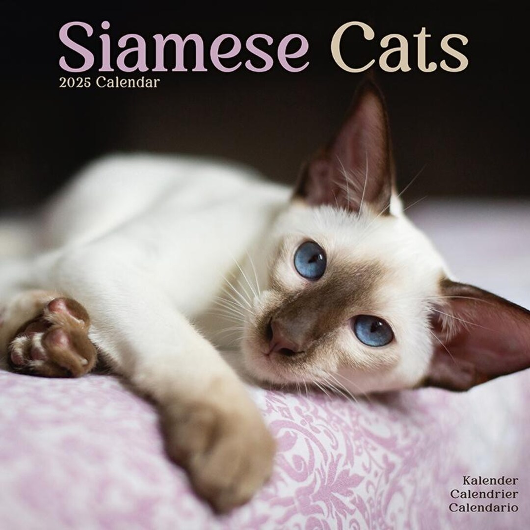 2025 Siamese Cat Calendar 2025 Calendar Generous Format Maxi Format Dog ...