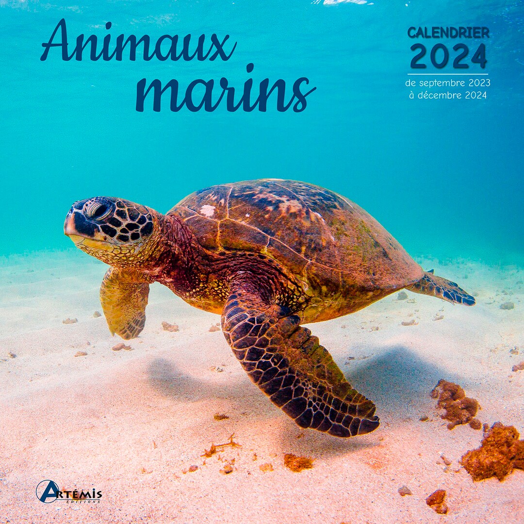 2024 Calendar Sea Animals - Etsy