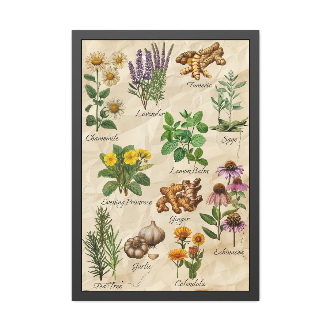 Medicinal Plants Poster Herbology Plant Wall Art Lover Gift Botanical ...