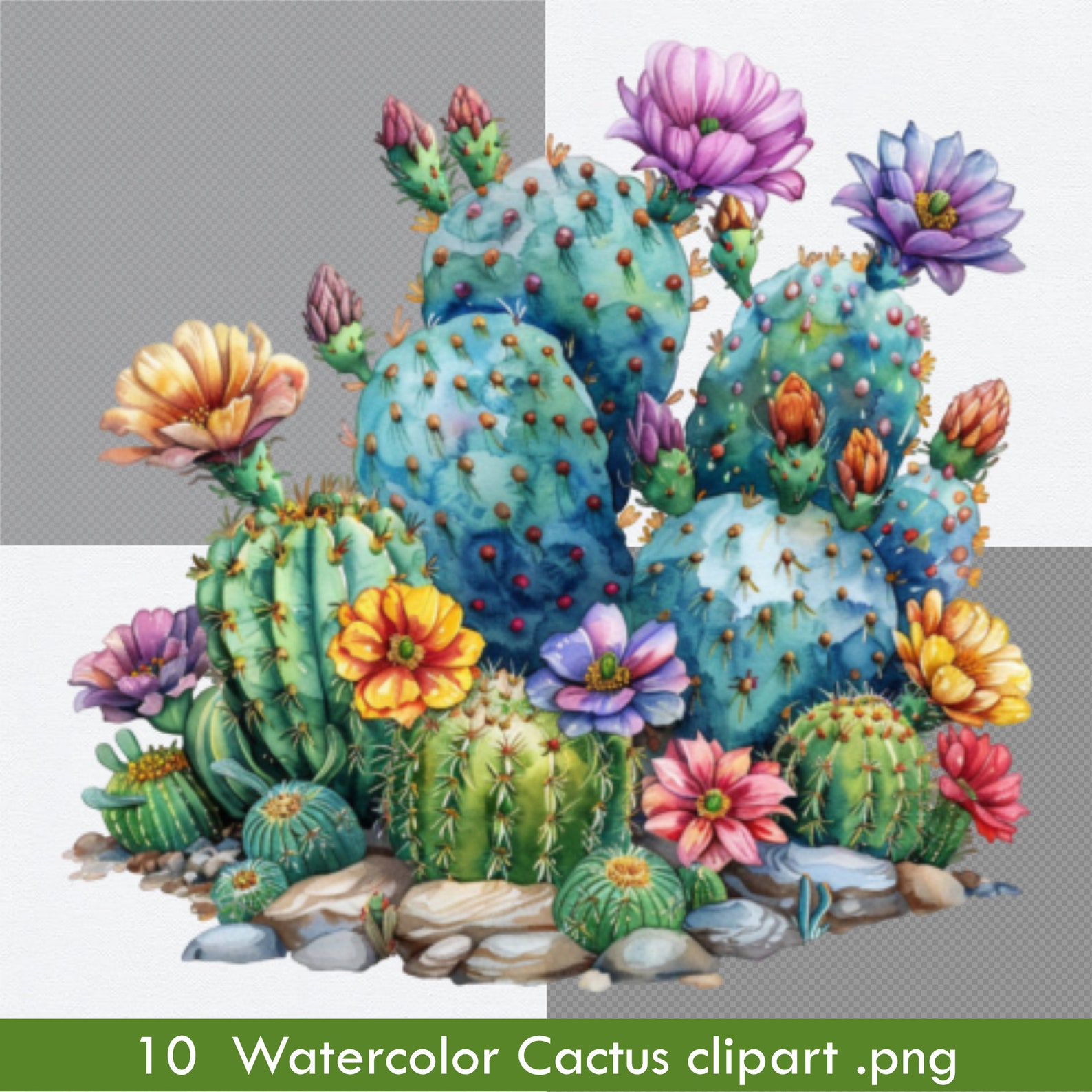 Watercolor Cactus Clipart, Cacti Graphics in PNG Format, Digital ...