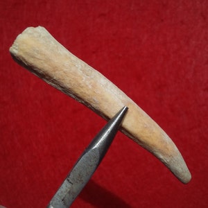 INDIAN BONE AWL 3-1/4" Ancient Bone Awl From a Kentucky Arrowhead Site ...