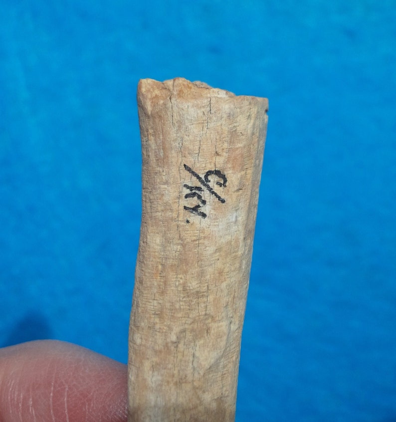 INDIAN BONE AWL 3-1/4" Ancient Bone Awl From a Kentucky Arrowhead Site ...