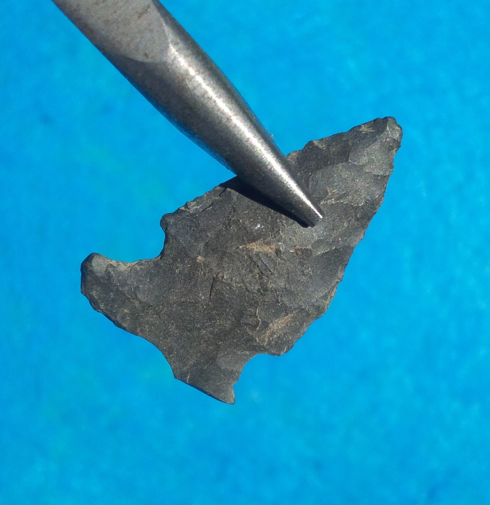 1-1/4" Paleo Hardaway Side Notched AUTHENTIC PENNSYLVANIA ARROWHEAD Transitional Paleo 10,500 ...