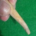 INDIAN BONE AWL 3-1/4" Ancient Bone Awl From a Kentucky Arrowhead Site ...