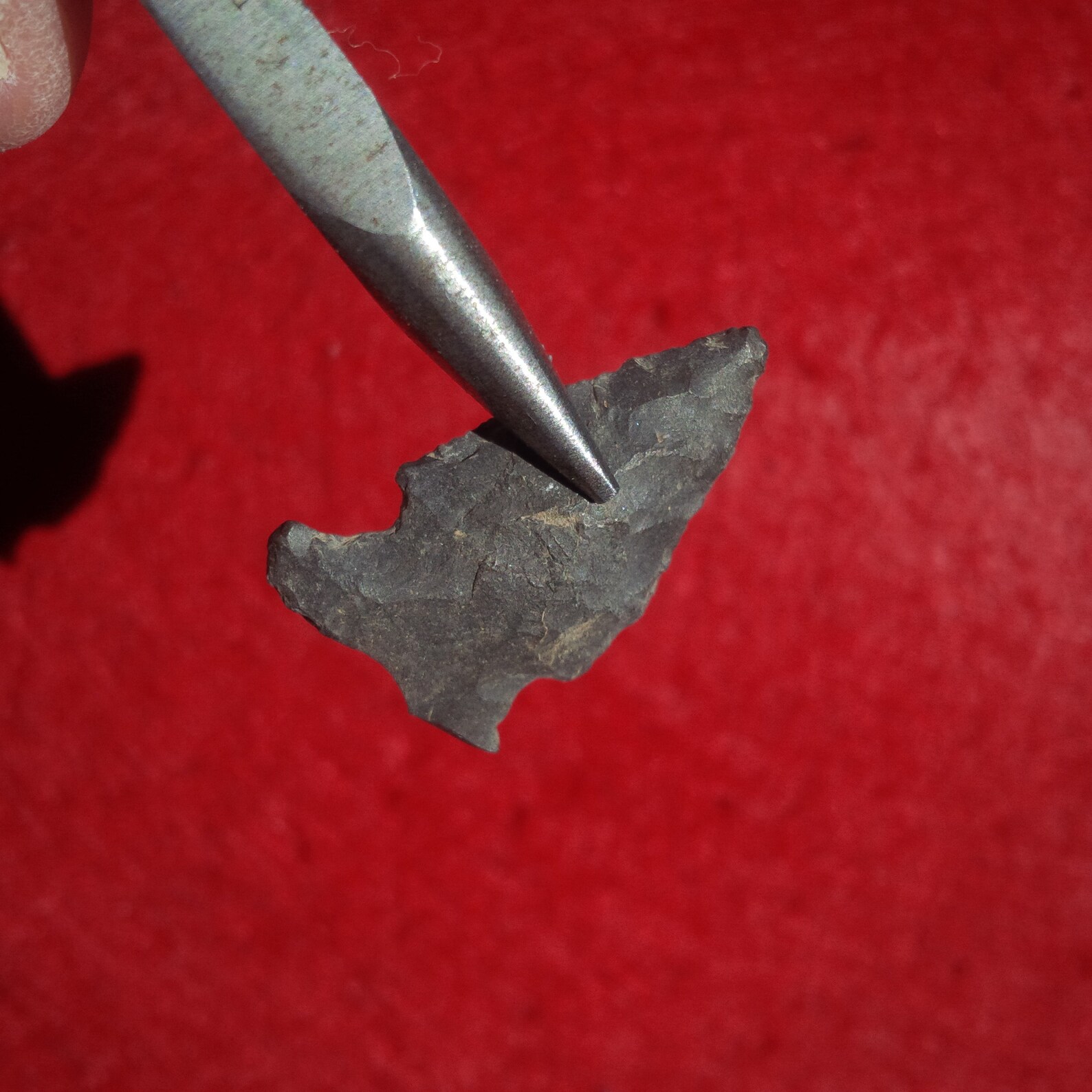 1-1/4" Paleo Hardaway Side Notched AUTHENTIC PENNSYLVANIA ARROWHEAD Transitional Paleo 10,500 ...